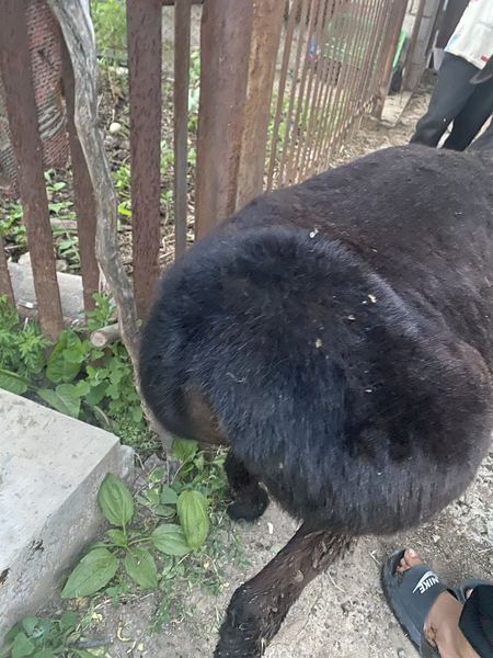 Quchqorlar,Кучкор Бараны