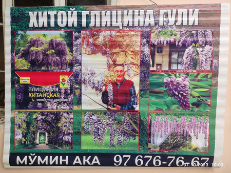 Glitsina глициния guli