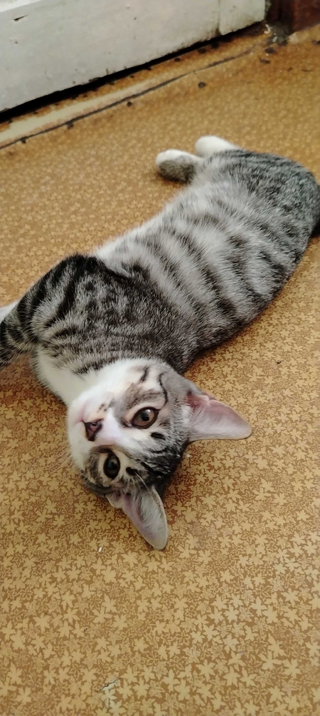 Котята ищут свою семью
