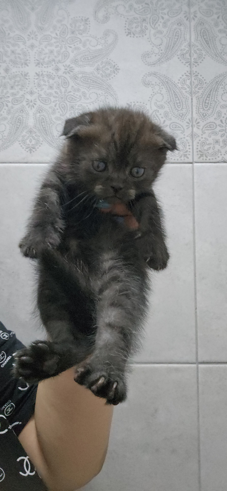 Шотландский фолд мальчик чёрный димь