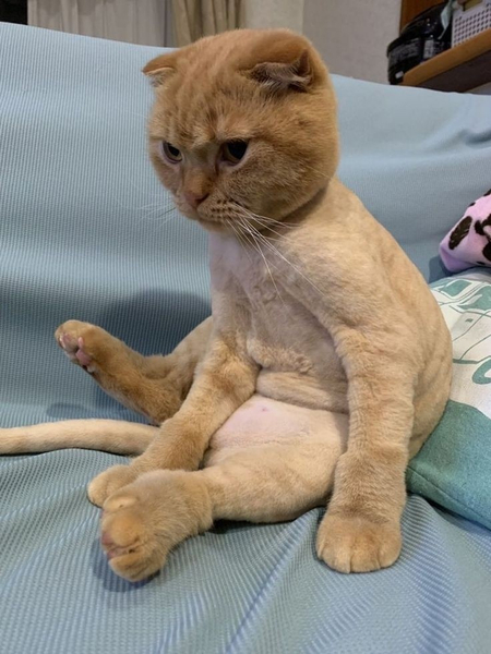 Гигиеническая стрижка кошкек