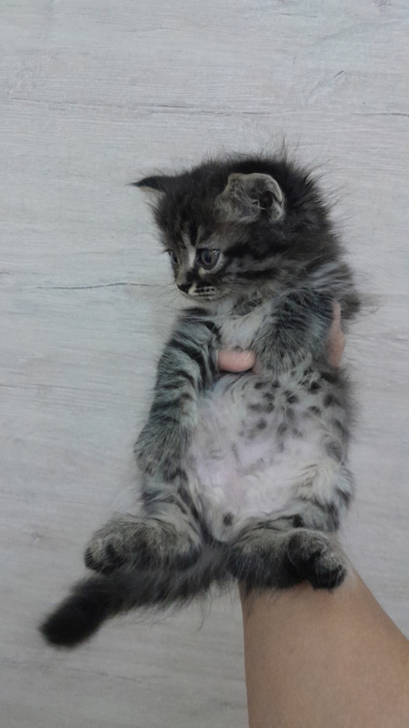 Сибирский котёнок мальчик