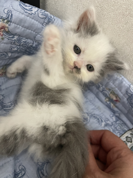 Котята метисы, сибирские/скотиш страйт, 1,5 месяца к лотку приучены