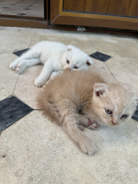 Britaniskiy scottish fold sotiladi