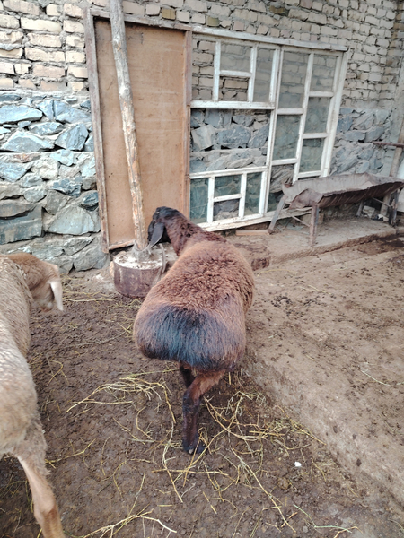 Qazoqi qoʻchkorlar sotiladi edilboy