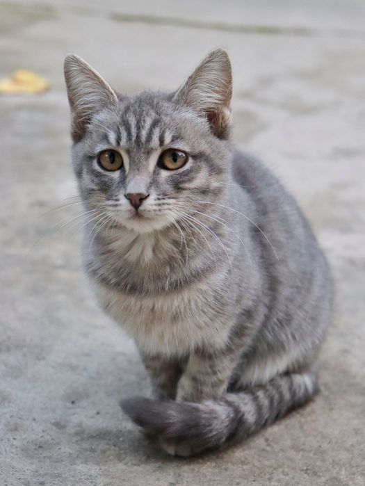 Пристраиваются в добрые руки котята.