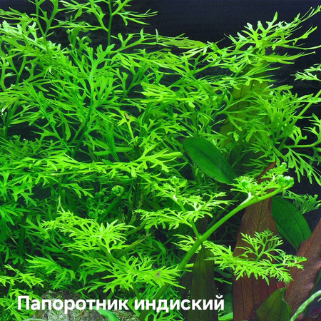 Растения без CO2