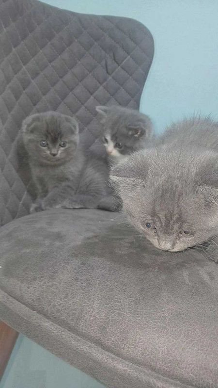 Британская кошка