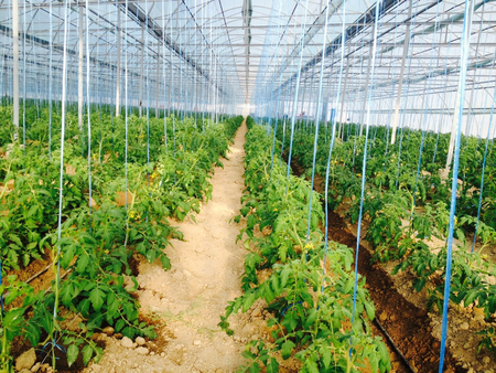 “GREEN HOUSE” МЧЖ Иссиқхоналар, Навес, Том қисмлари қуриш, ўрнатиш