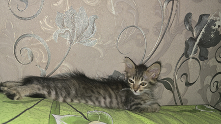 Мушук пишик котенок кошка пушистая девочка