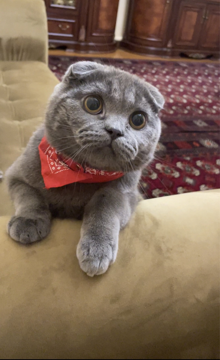 Mushuk viyaska uchun