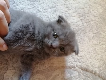 Scottish fold mushuk bolalari O'g'il bola va Qiz bolalari