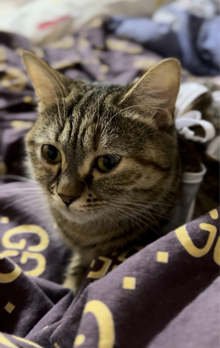 Отдам кошек