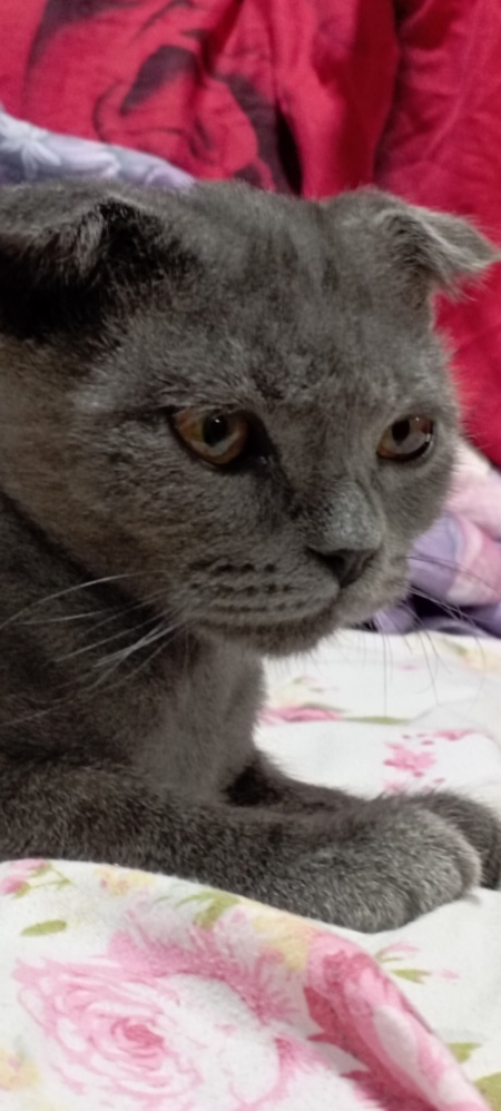 Вислоухий котёнок