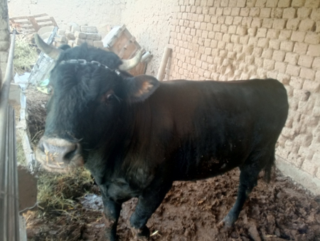 Buqa boqilgan zotdor tayyor bulgan