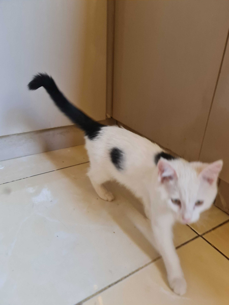 Отдам котёнка в хорошие руки