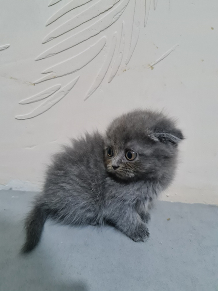 Продаются котята скоттиш-фолды