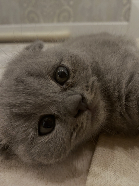 Породистая Кошка. Скоттиш Фолд 1 месяца и 11 дней
