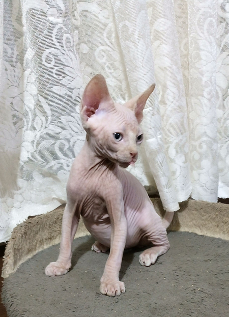 Котик ищет себе дом.