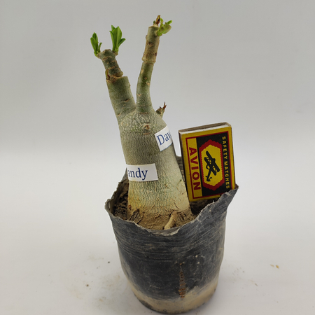 Adenium maxroviy
