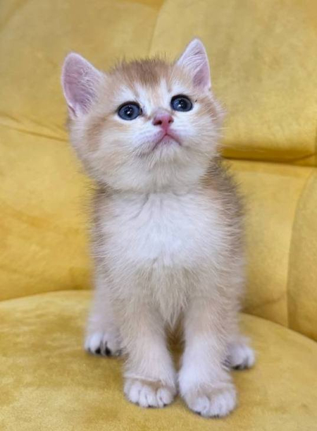 Кошка скотиш страйт
