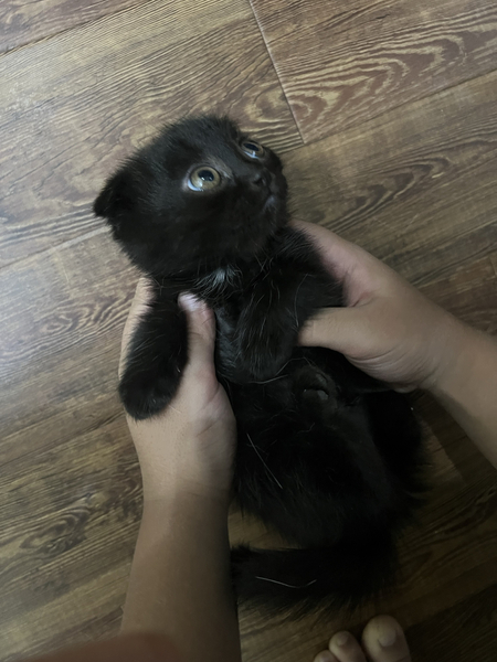 Кошки очень милые
