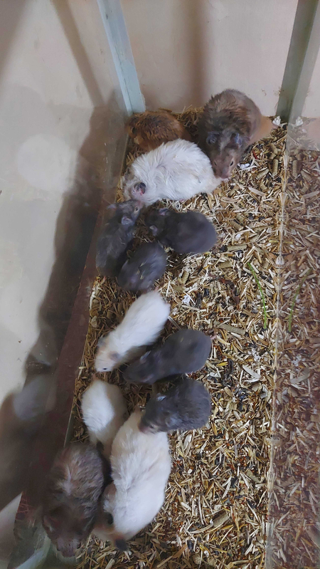 продам хомяки сирийские и другие