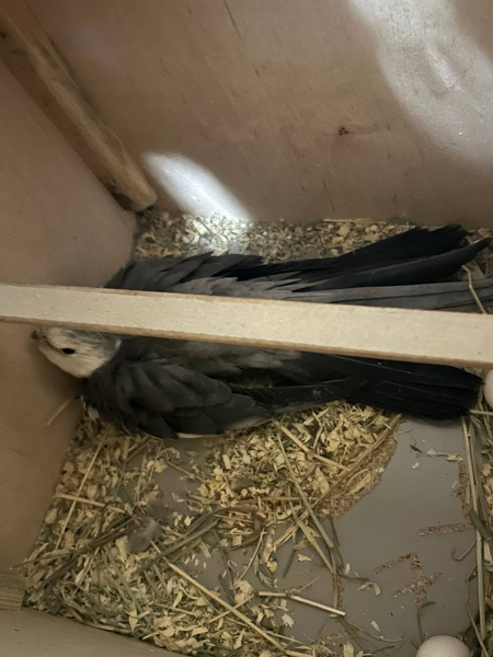 Karella pokiston Tayyor par