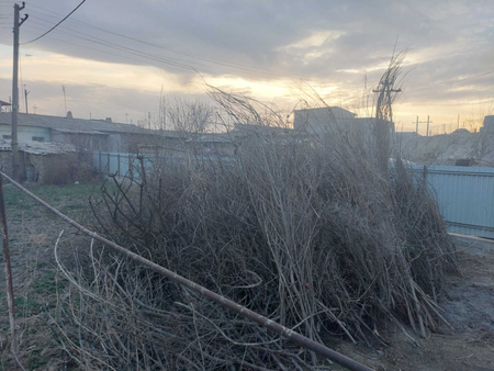 Продаются дрова тутовника.