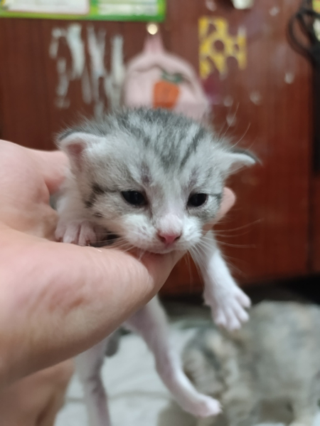 5 котят и Мама породы скотиш фолд