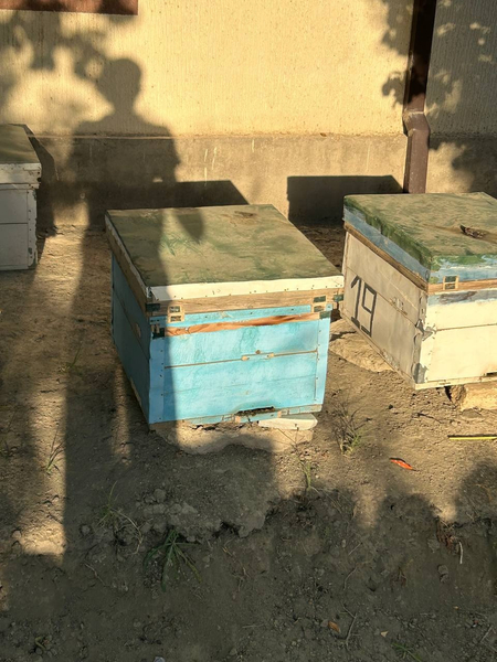 Asalari oilasi va yashiklari sotiladi 6ta oila yashik bilan