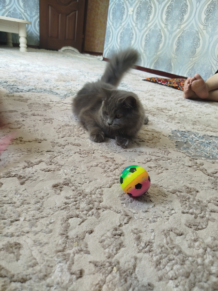 Кошка пародистая