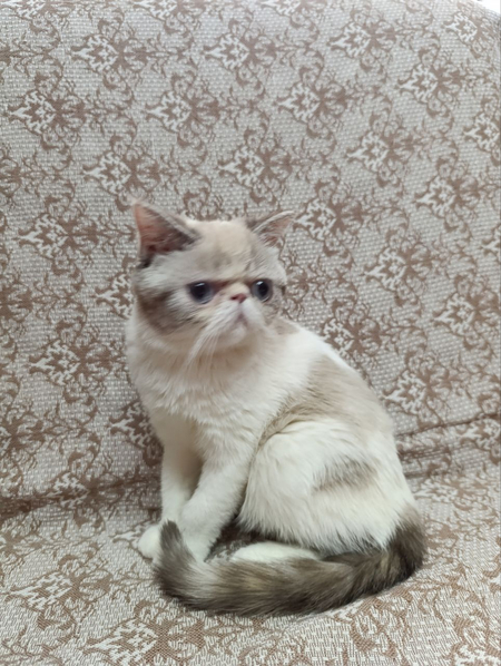 Шикарный котенок экзот, девочка