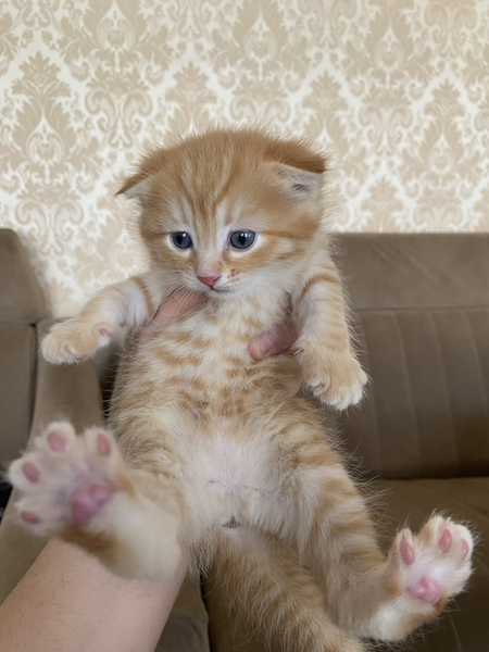 Скотиш фолд и страйт