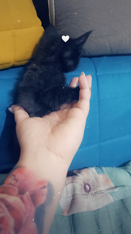 Отдам даром котят