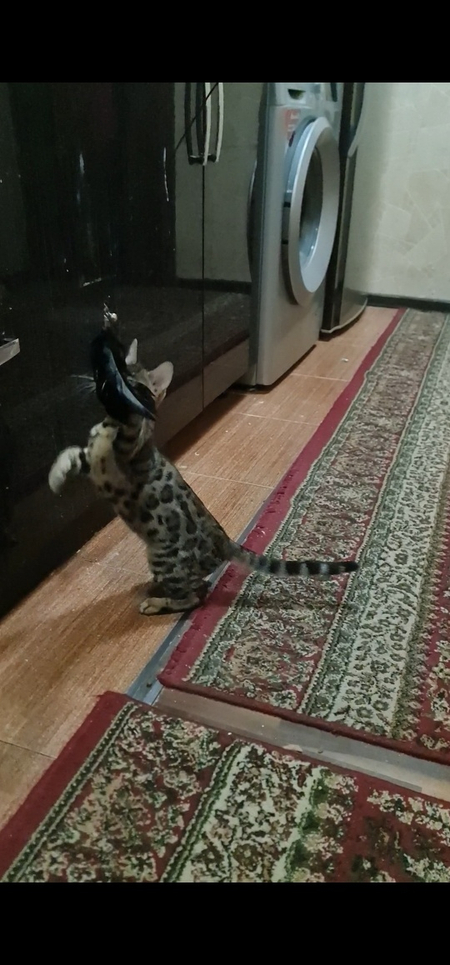 Бенгальские катята