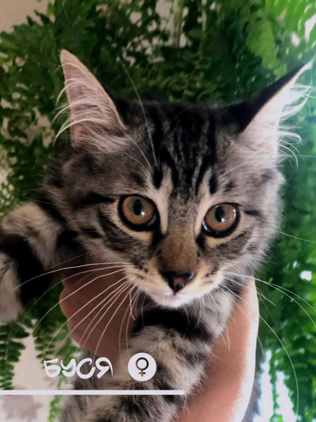 Котята три месяца срочно