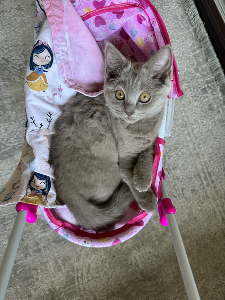 Продам котенка девочку