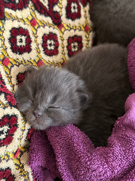 Продаю Котят Скоттиш фолд и Скоттиш страйт