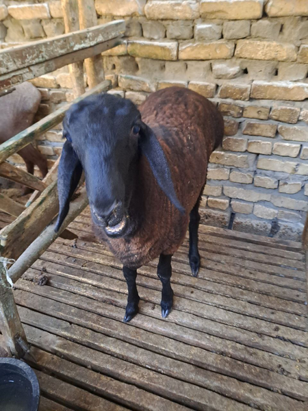 Qõchqorlar va qõylar sotiladi