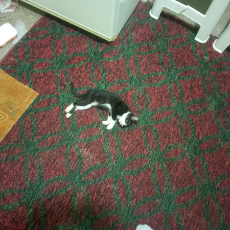 Маленький котенок