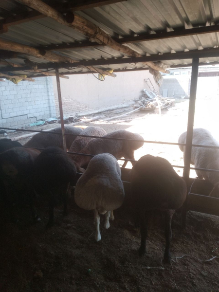 Qurboli hudoyiga qochqorlar bor