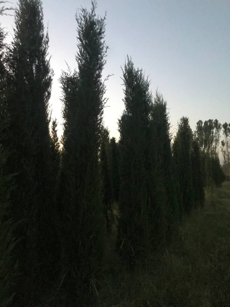 Archa marjivika y