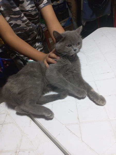 Mushuk. Koshka sotiladi