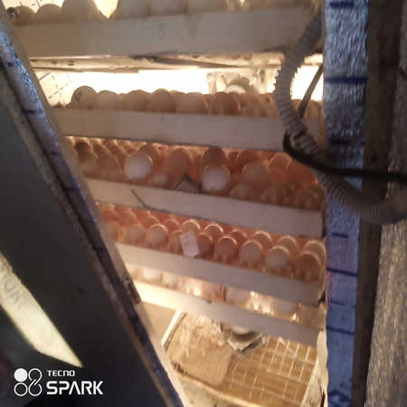 Inkubator yasap beramiz arzon va sifatli