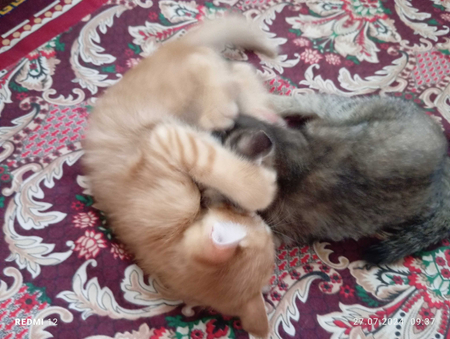 Котята в добрые руки