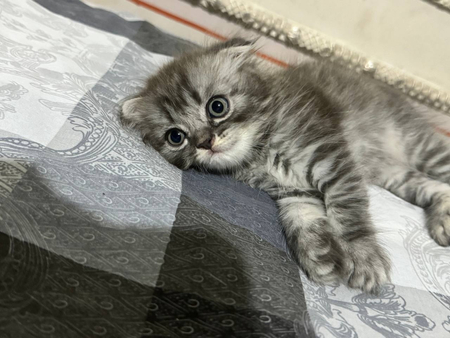 Шотландский вислоухий скотиш фолд мальчик