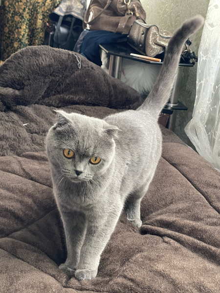 Шотландская вислоухая кошка