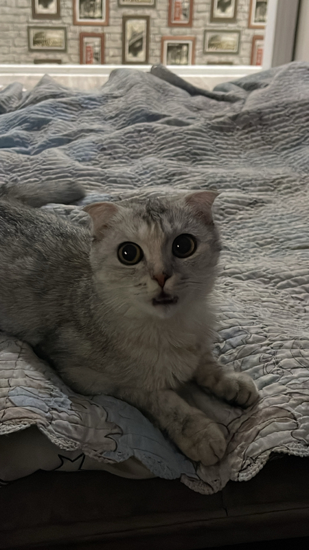 Продается кошка
