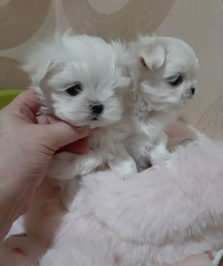 Продаются щенки мальтезе
